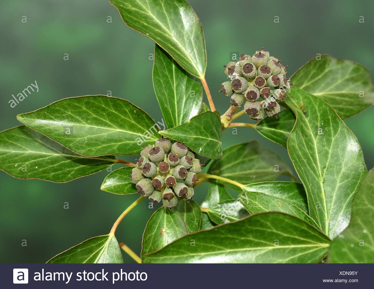 Needlepoint Ivy High Resolution Stock Photography and Images - Alamy