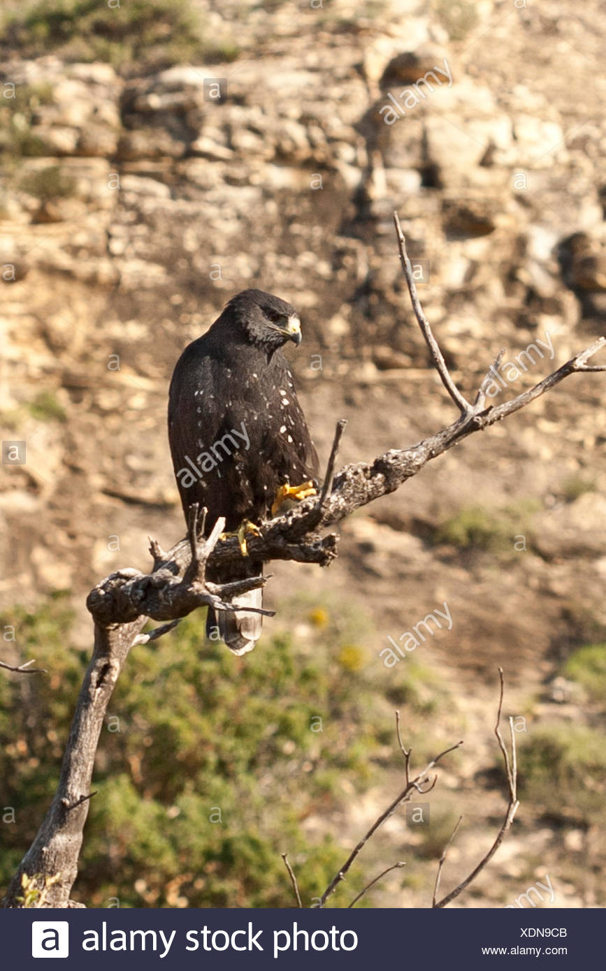 Common Black Hawk Buteogallus Anthracinus High Resolution Stock ...