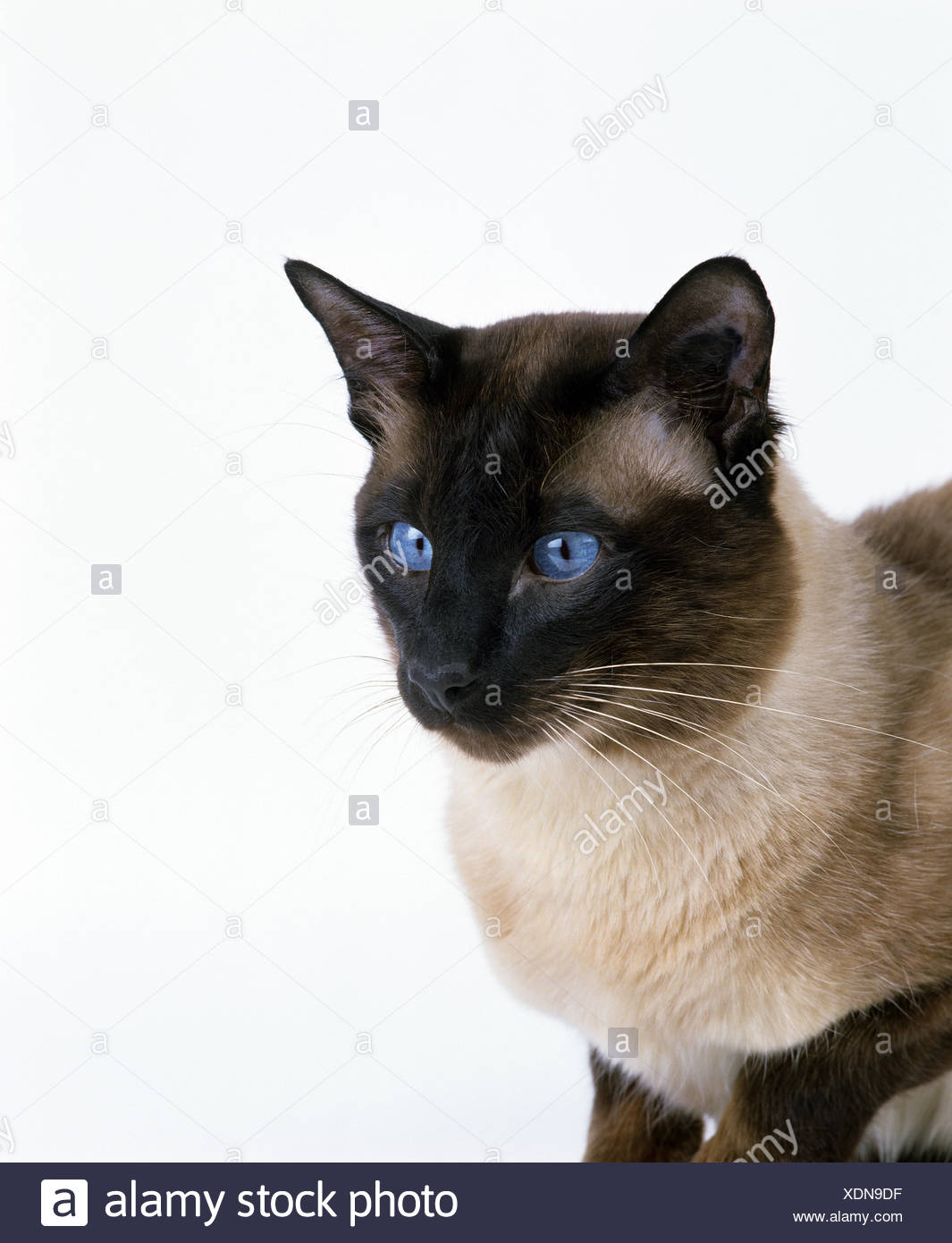 Balinese Domestic Cat High Resolution Stock Photography and Images - Alamy