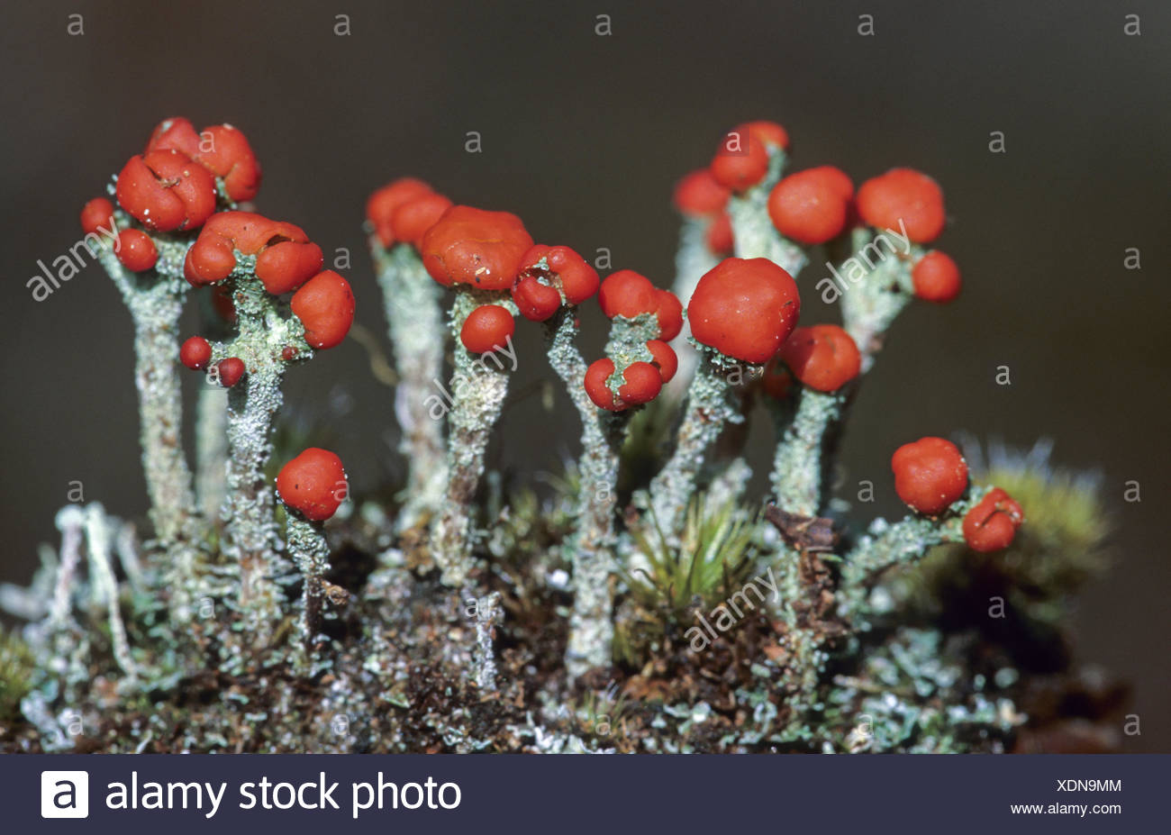 British Soldiers Lichen High Resolution Stock Photography and Images ...