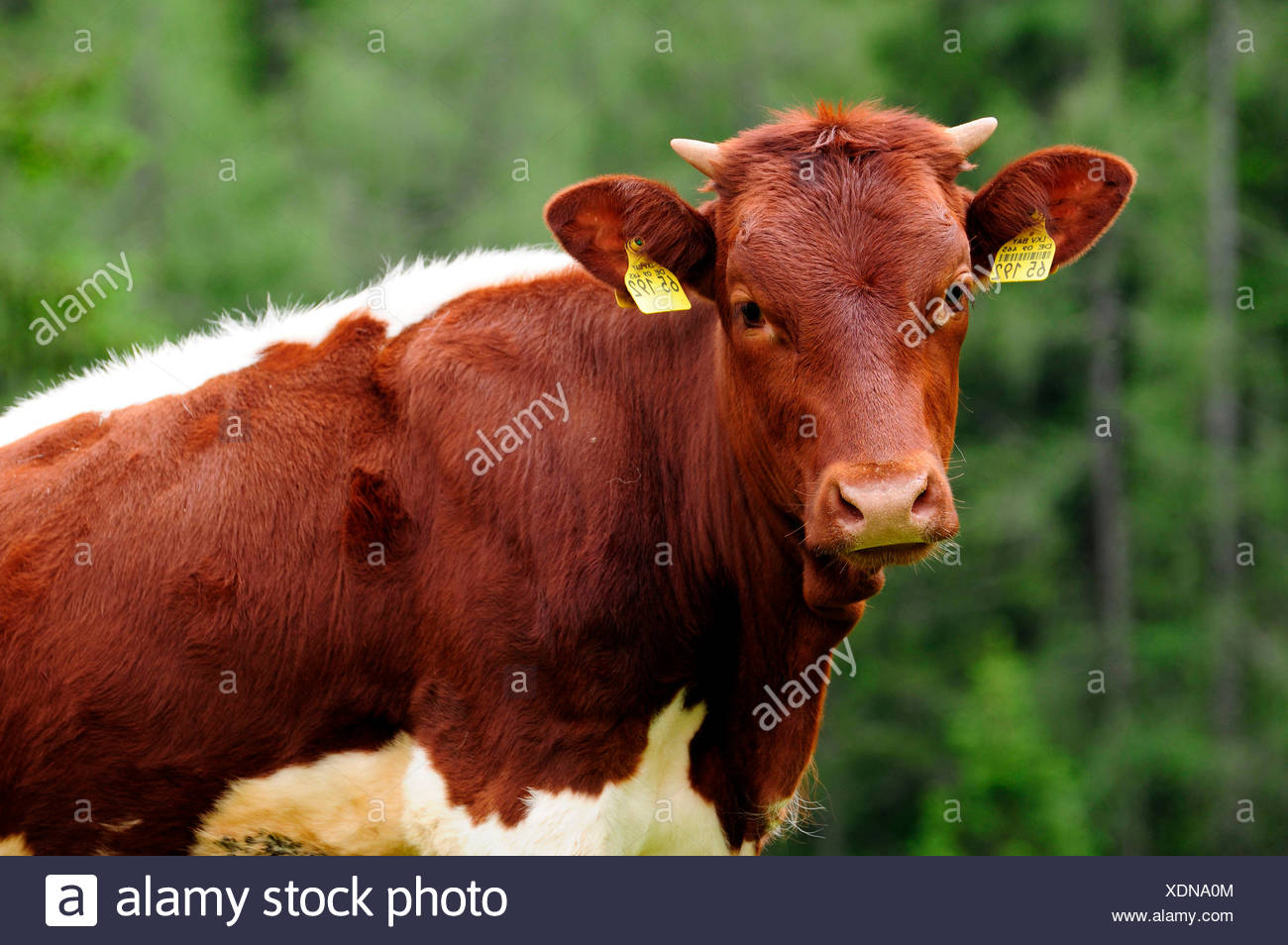Pinzgauer Cattle High Resolution Stock Photography and Images - Alamy