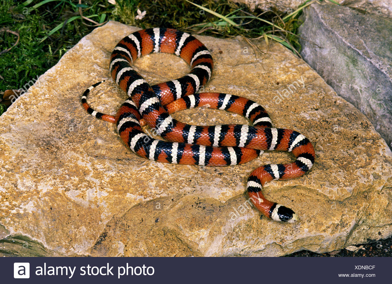 Sonoran Mountain King Snake High Resolution Stock Photography and ...