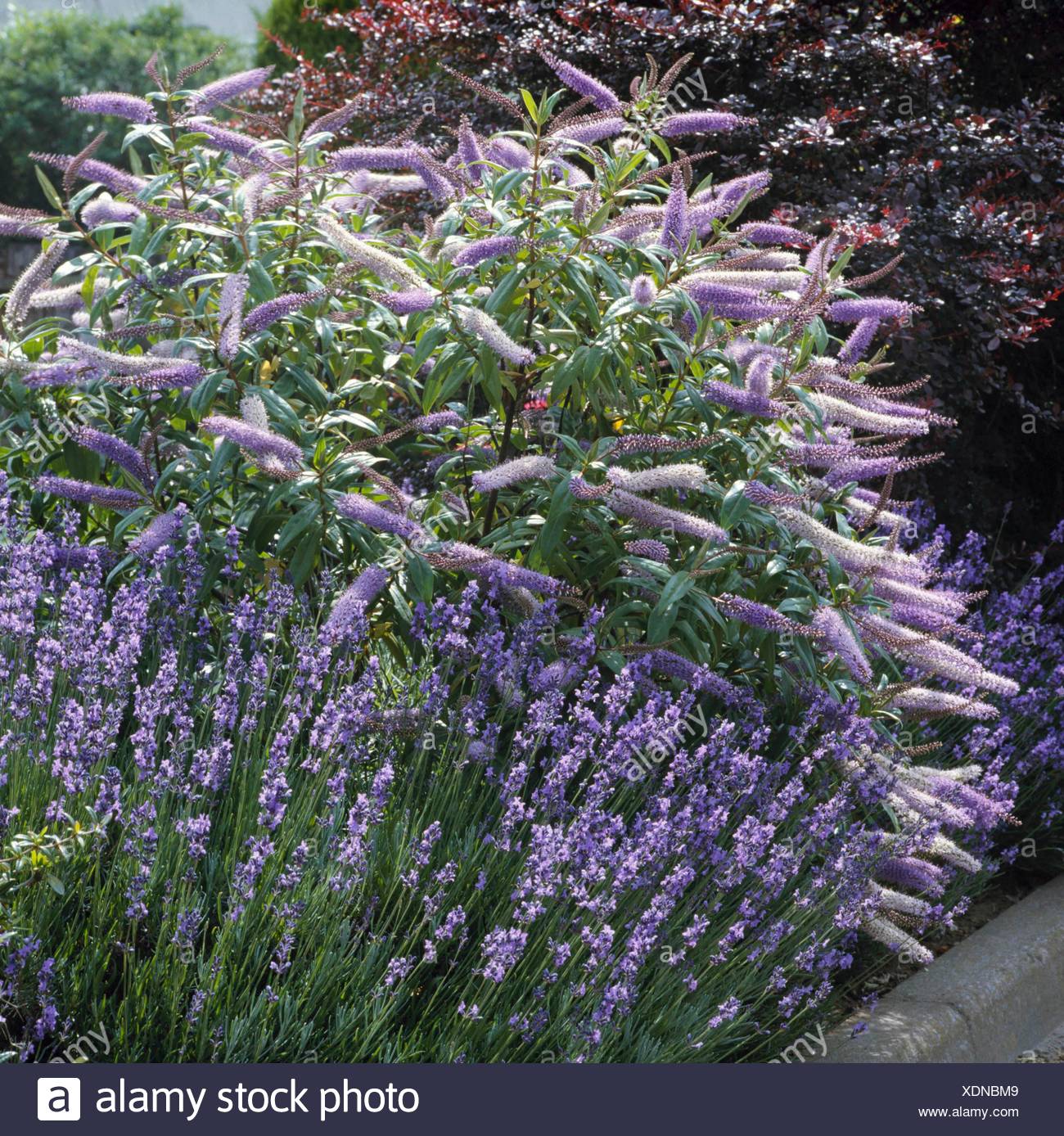 Hebe Border Stock Photos & Hebe Border Stock Images - Alamy