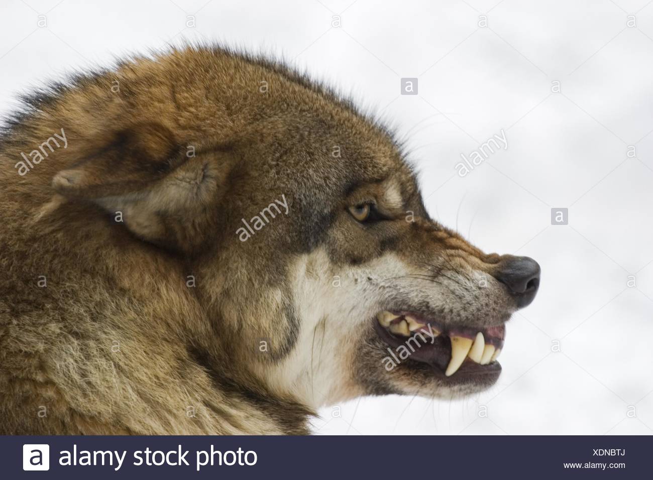 Grey Wolf Snarling Stock Photos & Grey Wolf Snarling Stock Images - Alamy