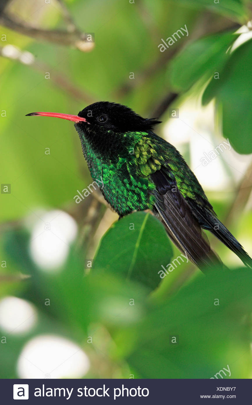 Black Billed Streamertail High Resolution Stock Photography and Images ...