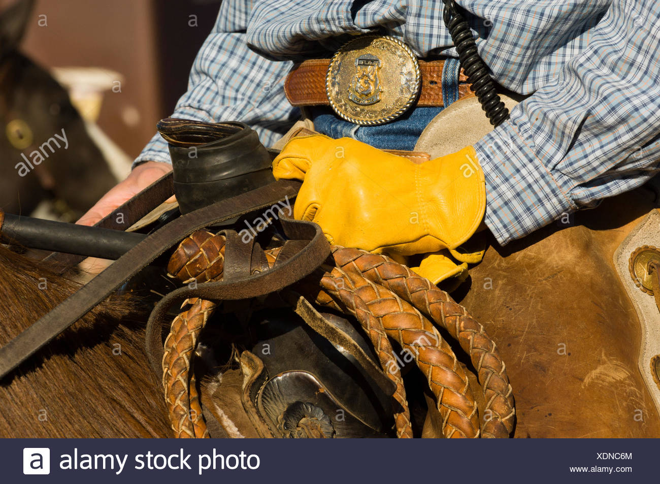 Holding Reins High Resolution Stock Photography and Images - Alamy
