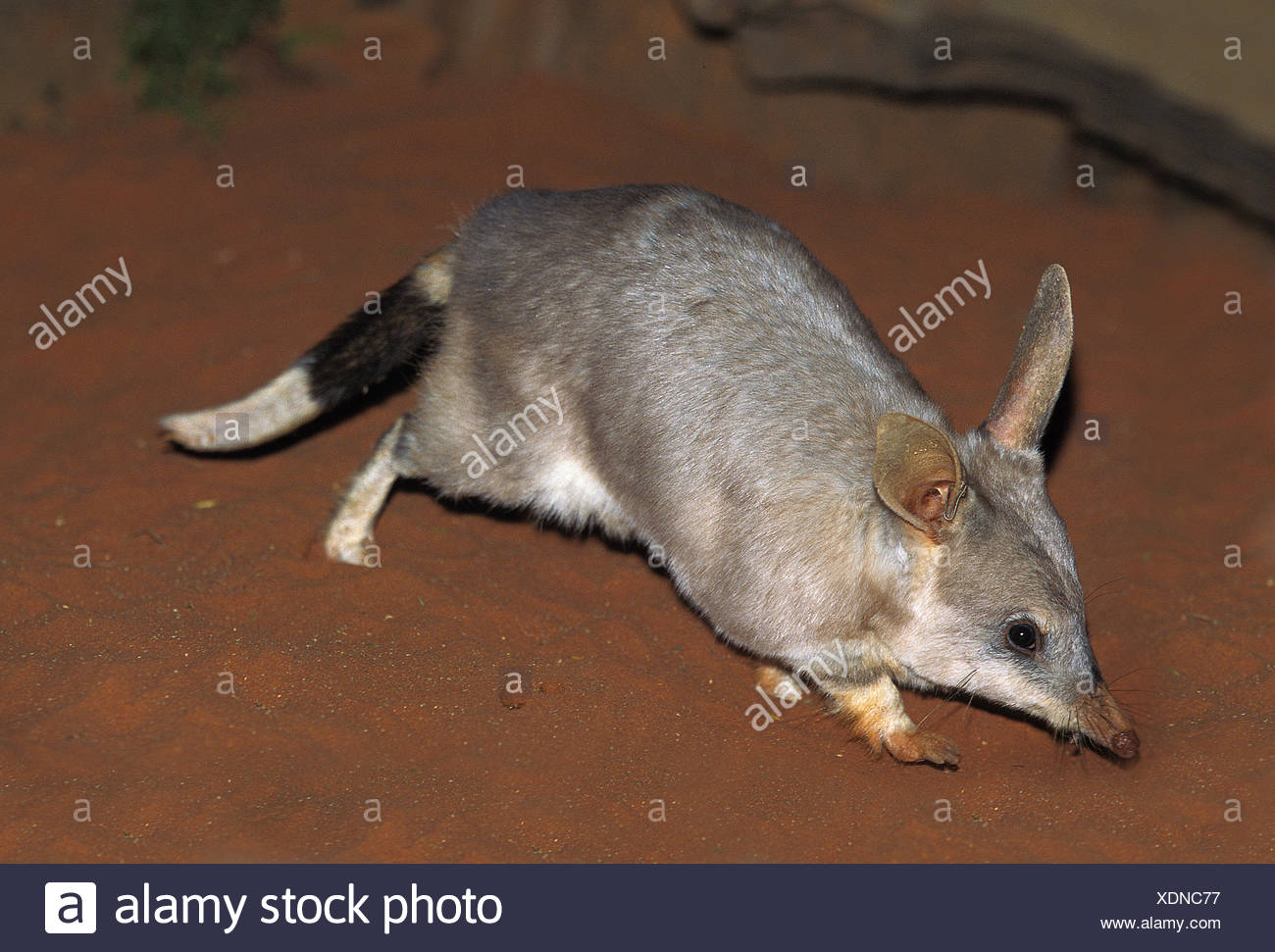 Macrotis Stock Photos & Macrotis Stock Images - Alamy