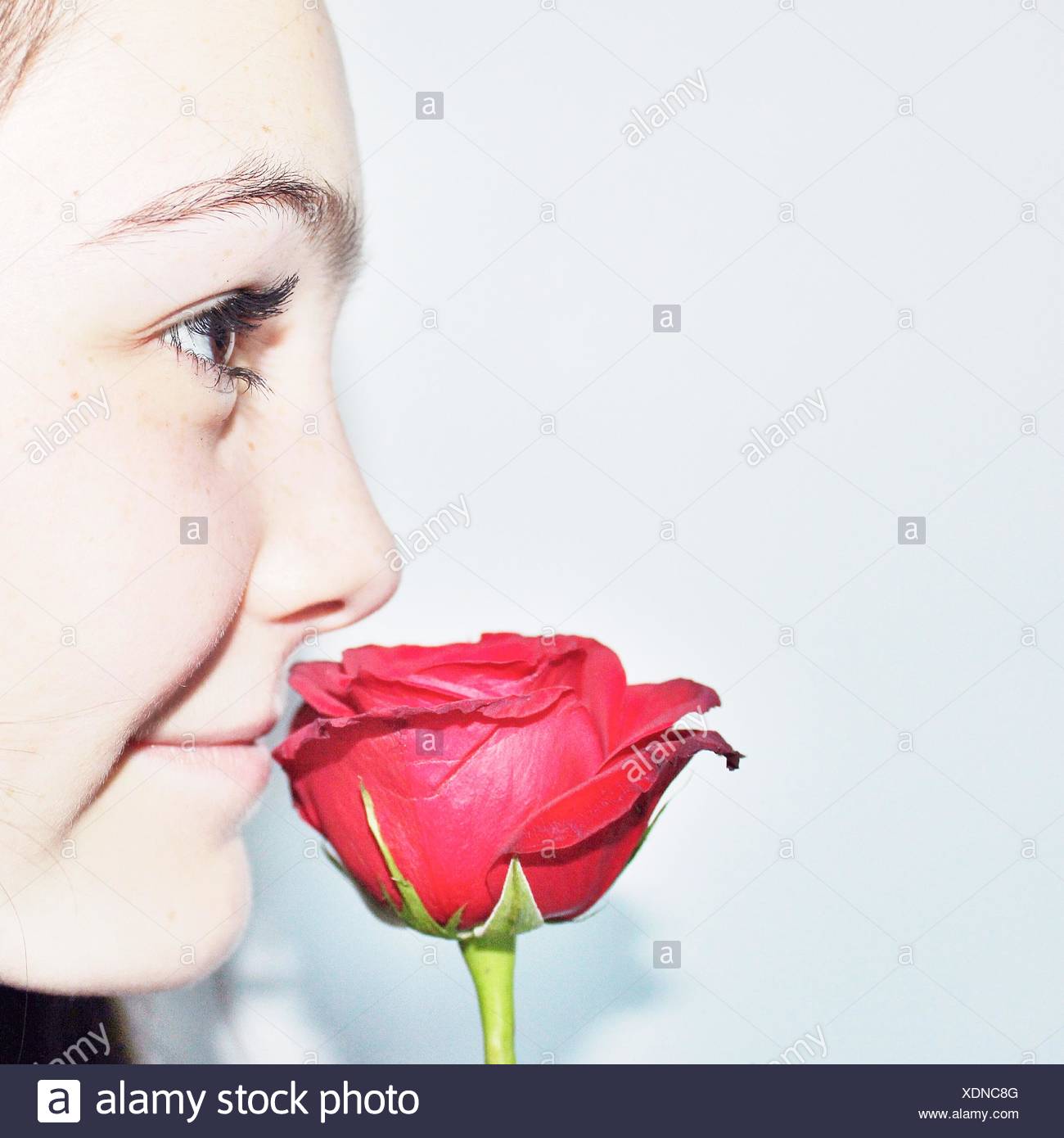 Rose Head High Resolution Stock Photography and Images - Alamy