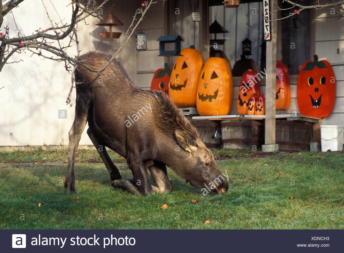 Moose House High Resolution Stock Photography and Images - Alamy