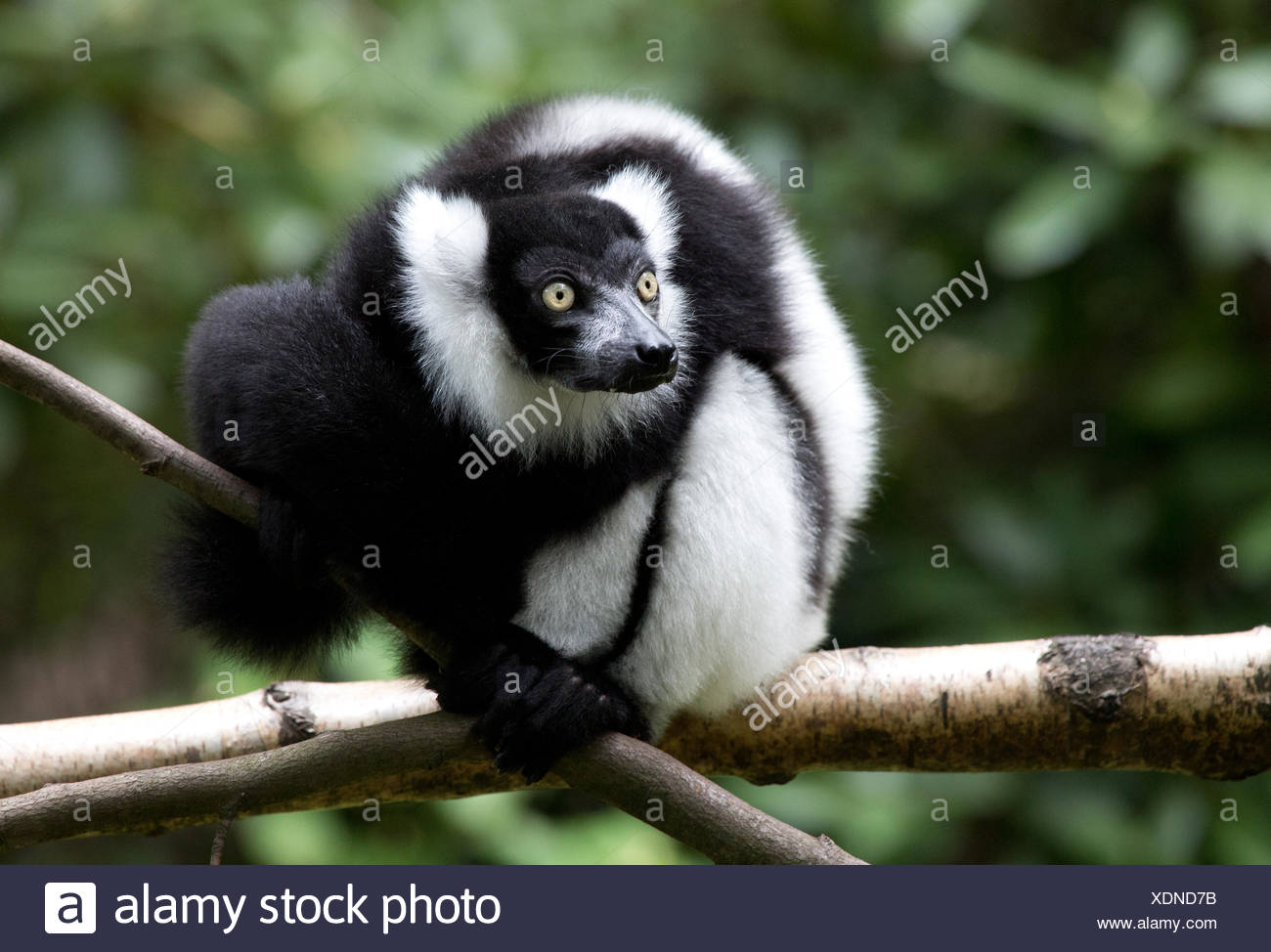Small Black White Monkey Stock Photos & Small Black White Monkey Stock ...