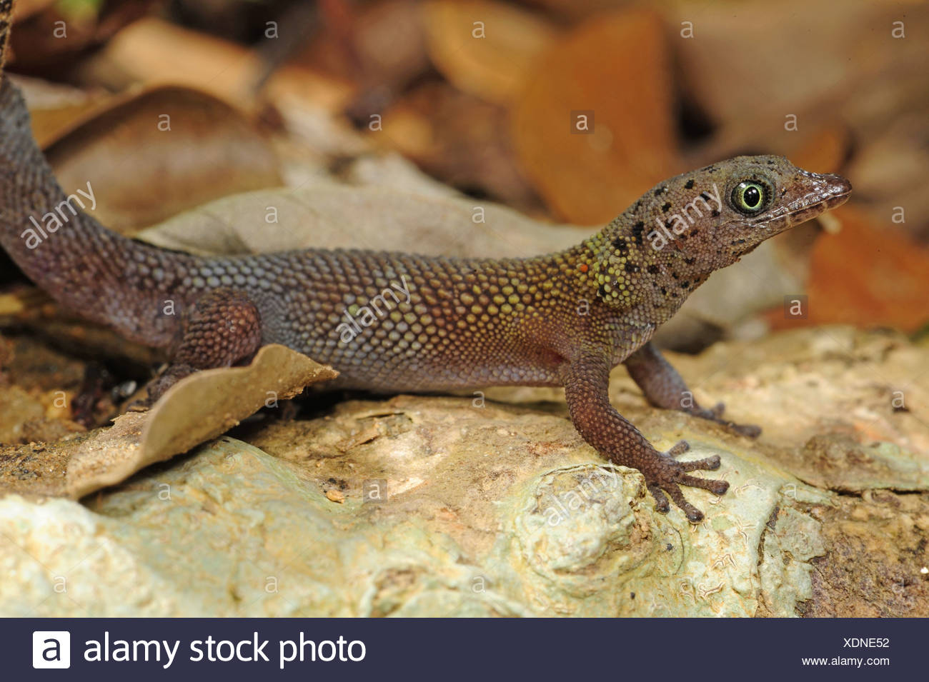 Dwarf Geckos Stock Photos & Dwarf Geckos Stock Images - Alamy