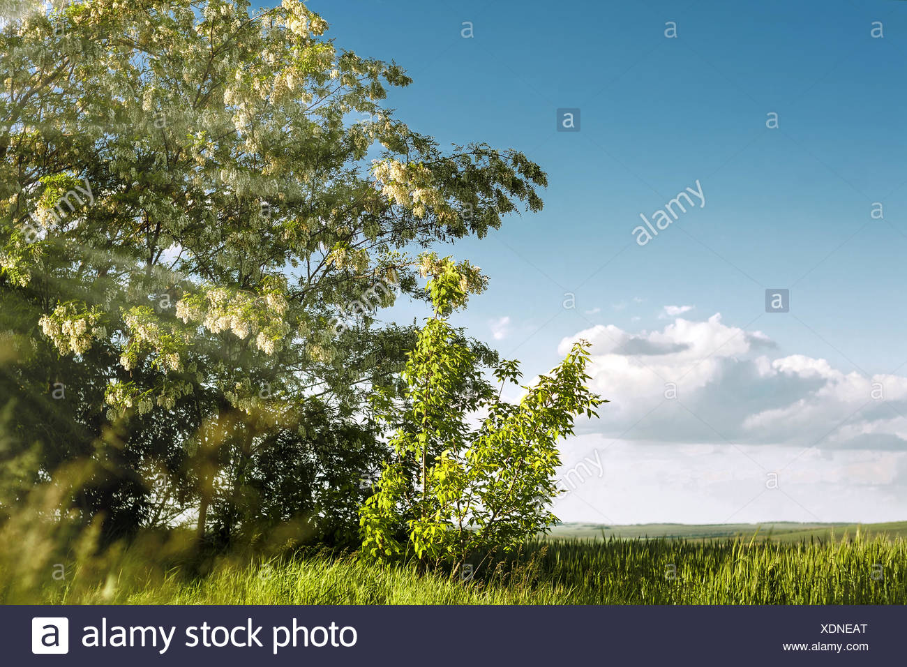 The Solar Tree High Resolution Stock Photography and Images - Alamy