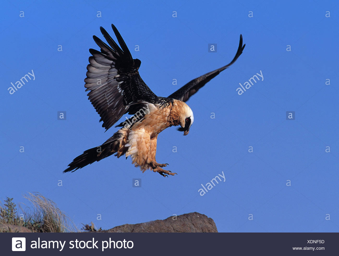 Lammergeier High Resolution Stock Photography and Images - Alamy