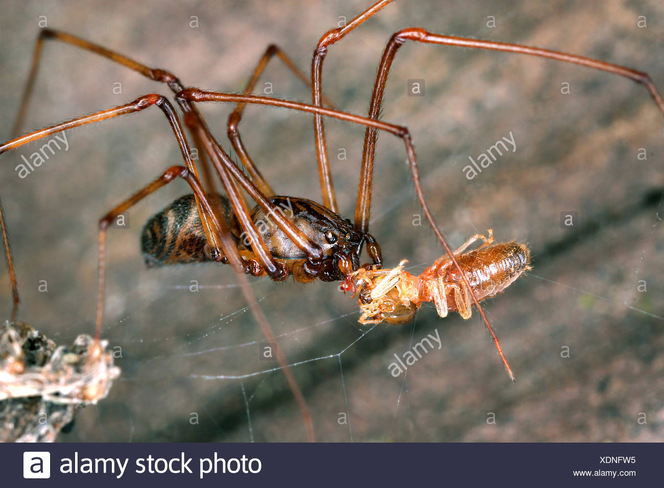 Costa Rican Spider High Resolution Stock Photography and Images - Alamy