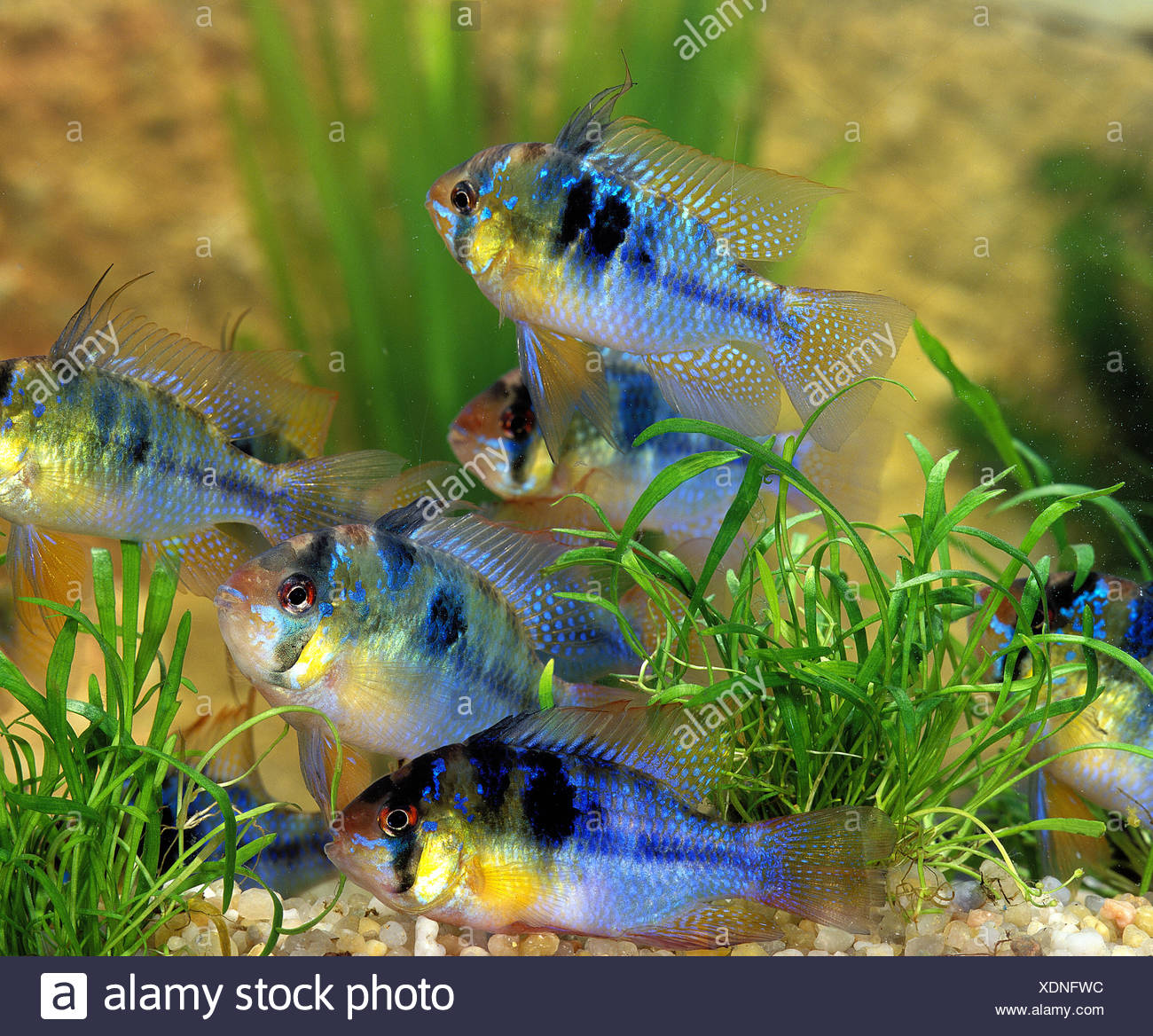 Microgeophagus Ramirezi Stock Photos & Microgeophagus Ramirezi Stock ...