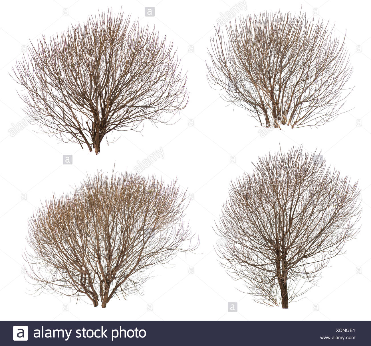 Leafless Bushes High Resolution Stock Photography and Images - Alamy