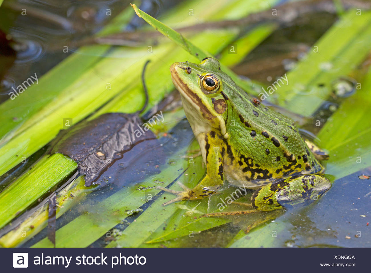Pool Frog Pelophylax Lessonae High Resolution Stock Photography and ...