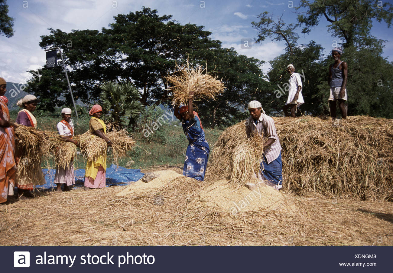 Group People Threshing Rice Crop Stock Photos & Group People Threshing ...