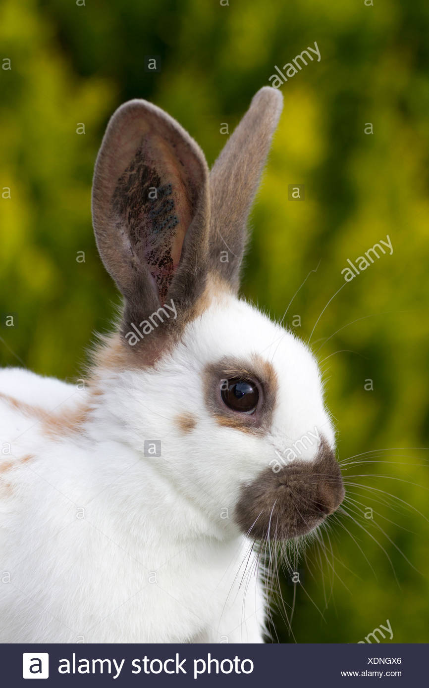 English Spot Rabbit Stock Photos & English Spot Rabbit Stock Images - Alamy