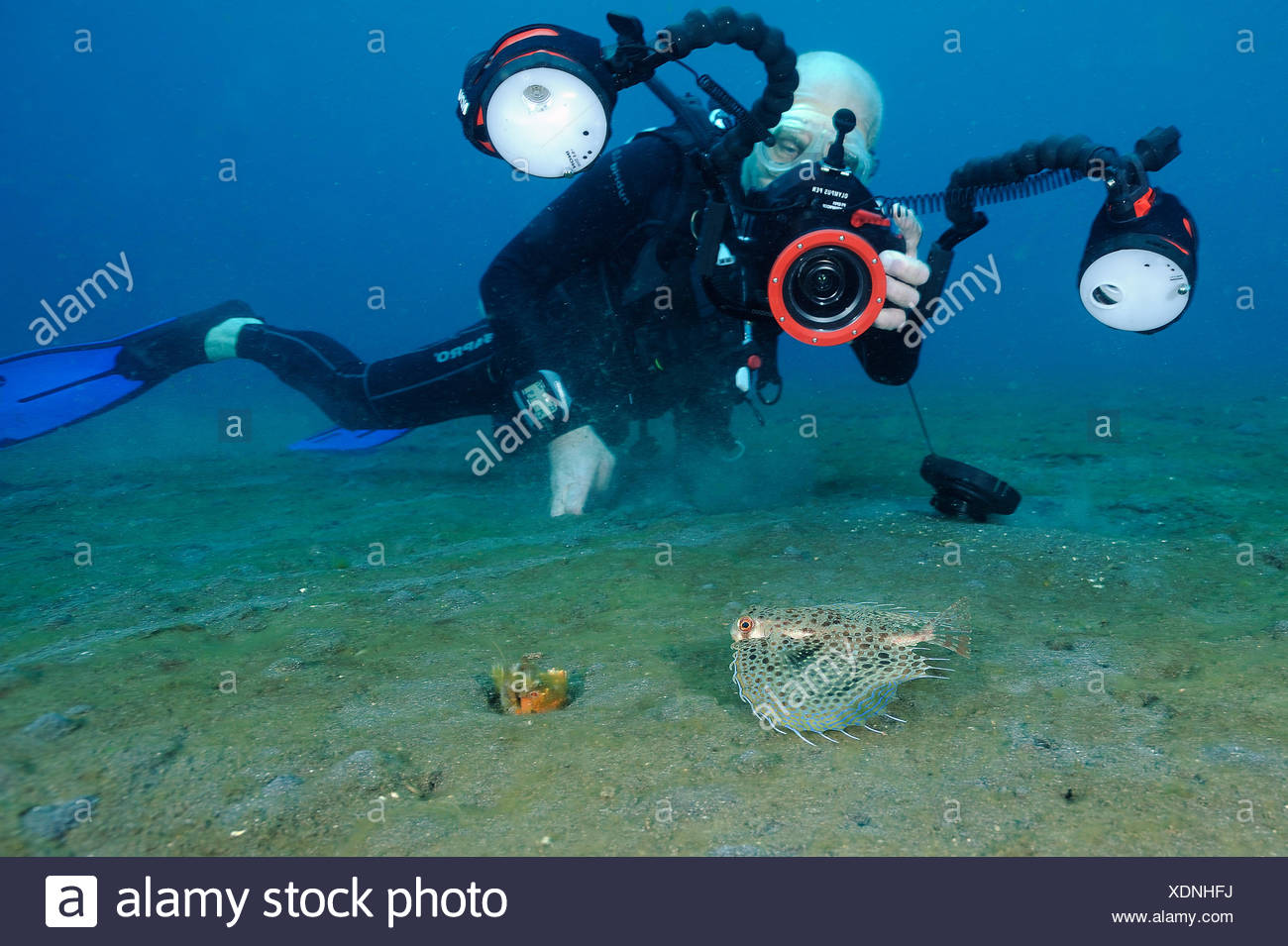 Flying Gurnard Fish High Resolution Stock Photography and Images - Alamy