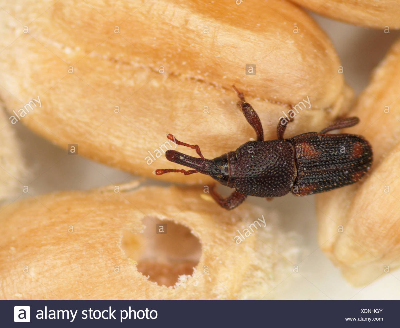 Sitophilus Granarius Stock Photos & Sitophilus Granarius Stock Images ...