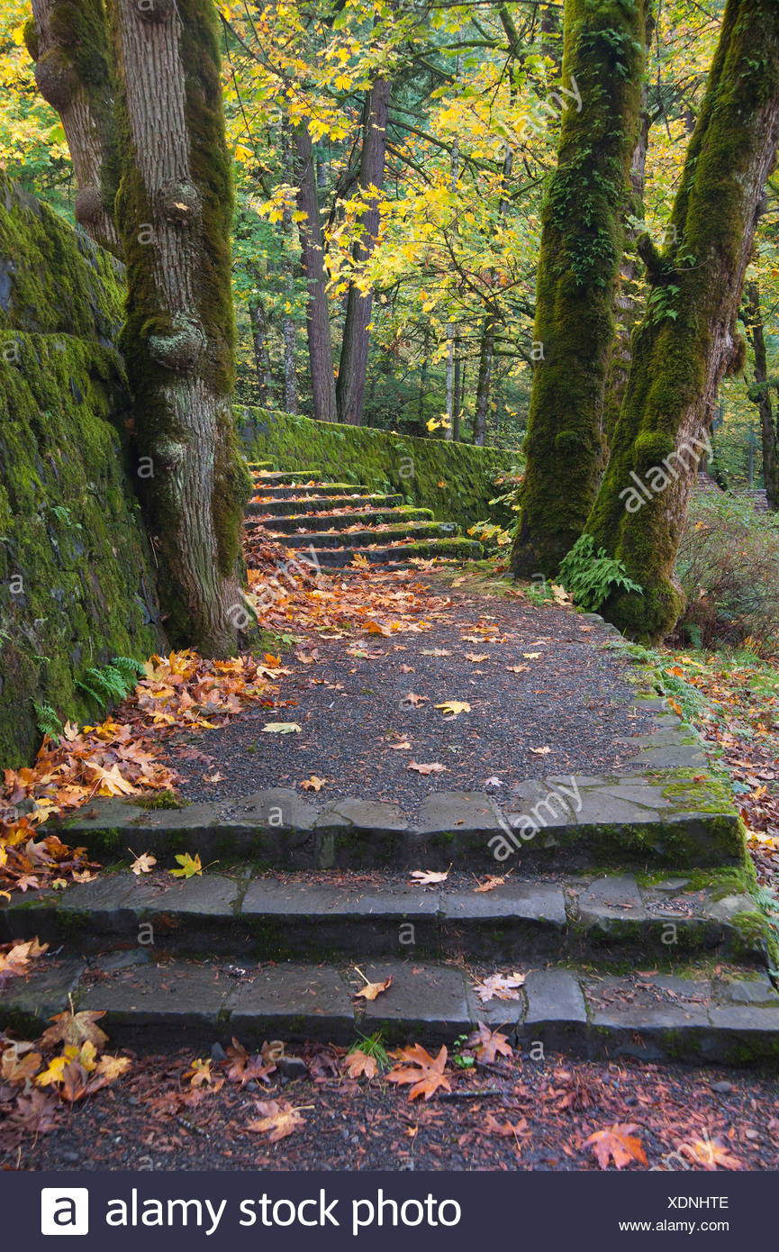 Woodland Steps High Resolution Stock Photography and Images - Alamy