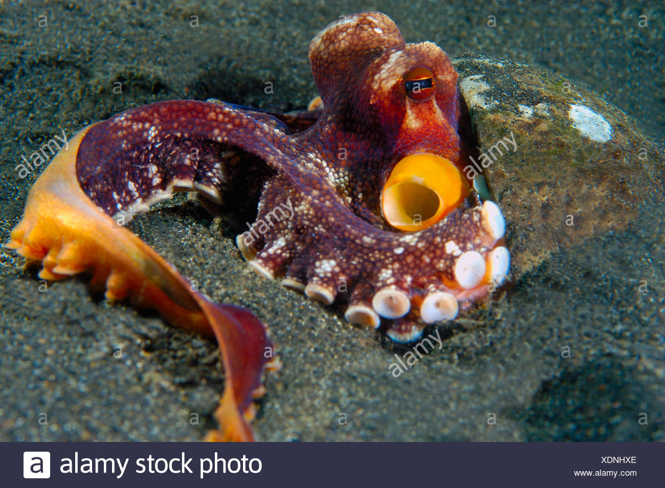 Coconut Octopus Stock Photos & Coconut Octopus Stock Images - Alamy