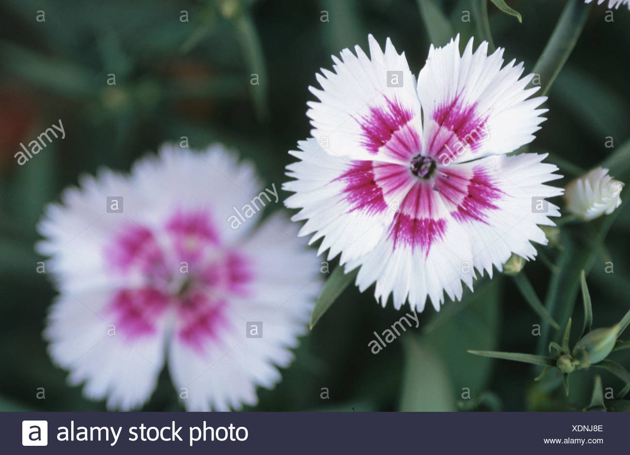 White Dianthus Chinensis High Resolution Stock Photography and Images ...