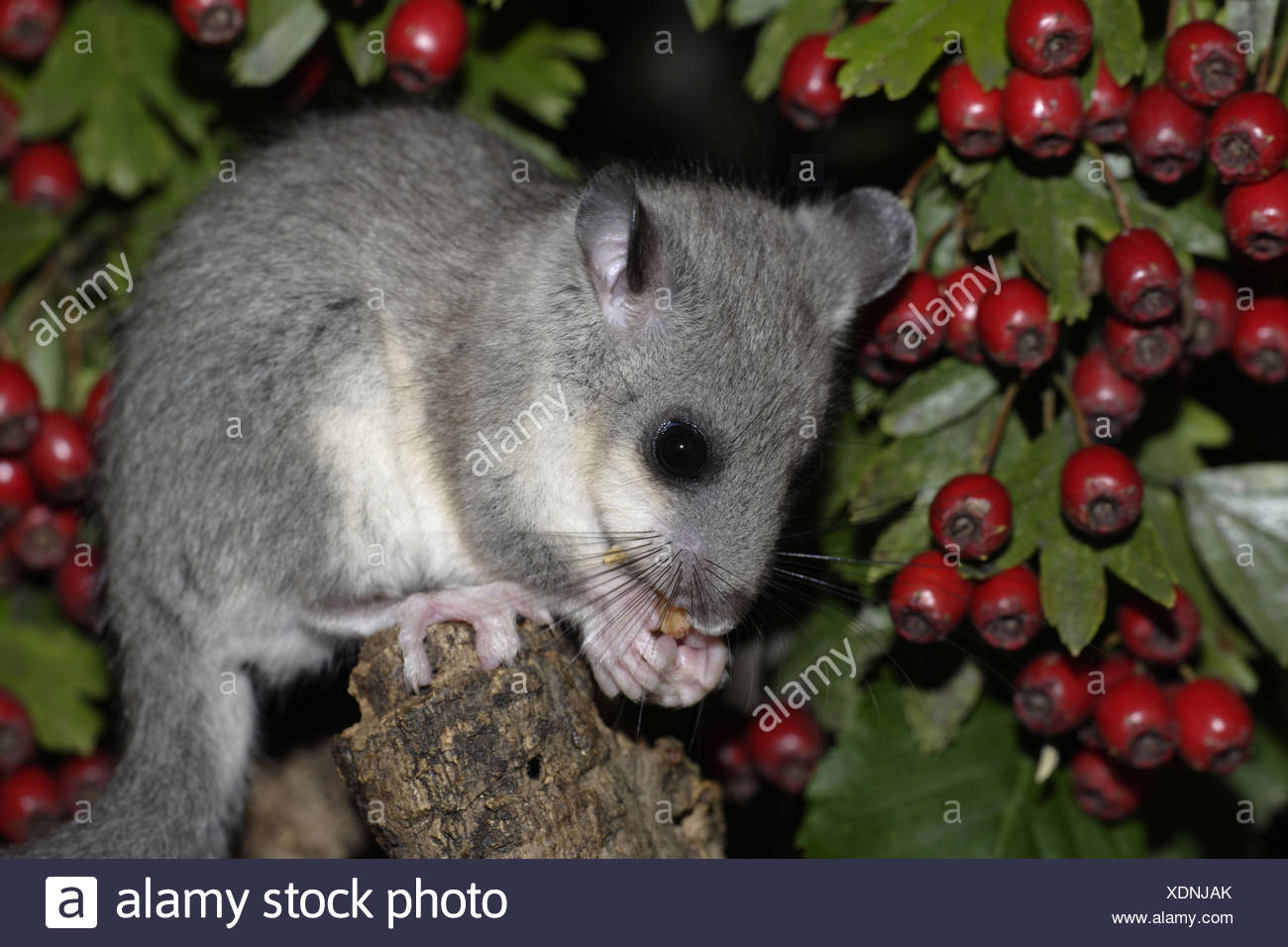 Dormouse Eating High Resolution Stock Photography and Images - Alamy