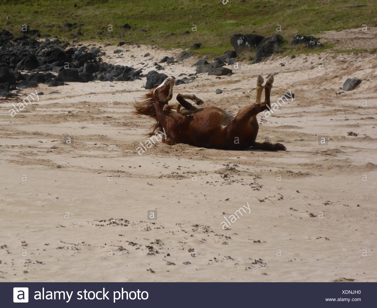 Lying Horse Stock Photos & Lying Horse Stock Images - Alamy
