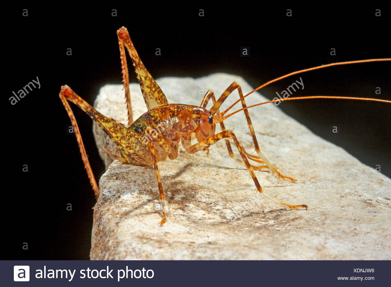 Cave Cricket High Resolution Stock Photography and Images - Alamy