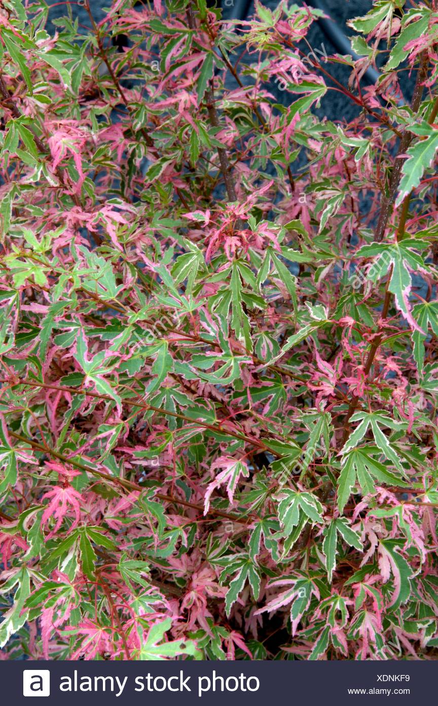 Acer Palmatum Taylor Stock Photos & Acer Palmatum Taylor Stock Images ...