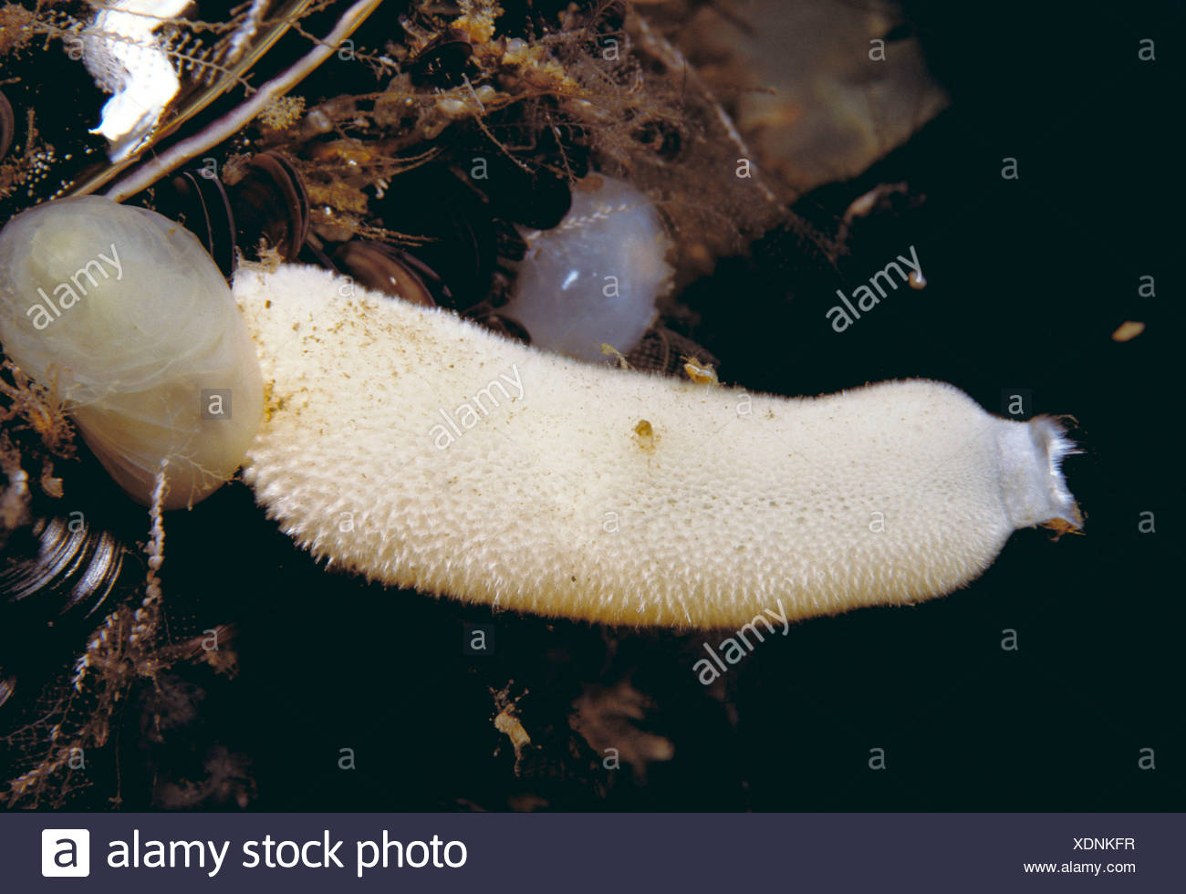 Sycon Sponge High Resolution Stock Photography and Images - Alamy