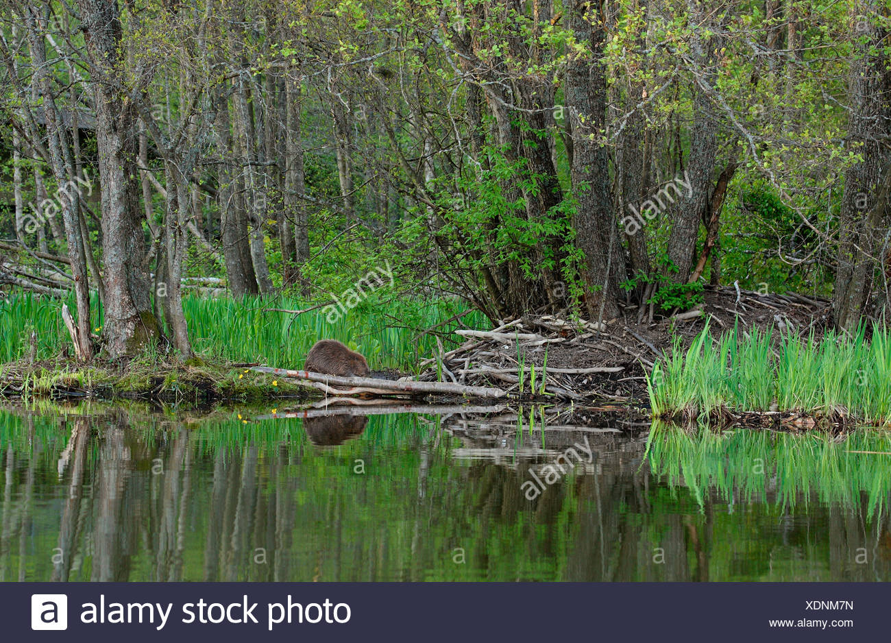 Beaver Nest High Resolution Stock Photography and Images - Alamy