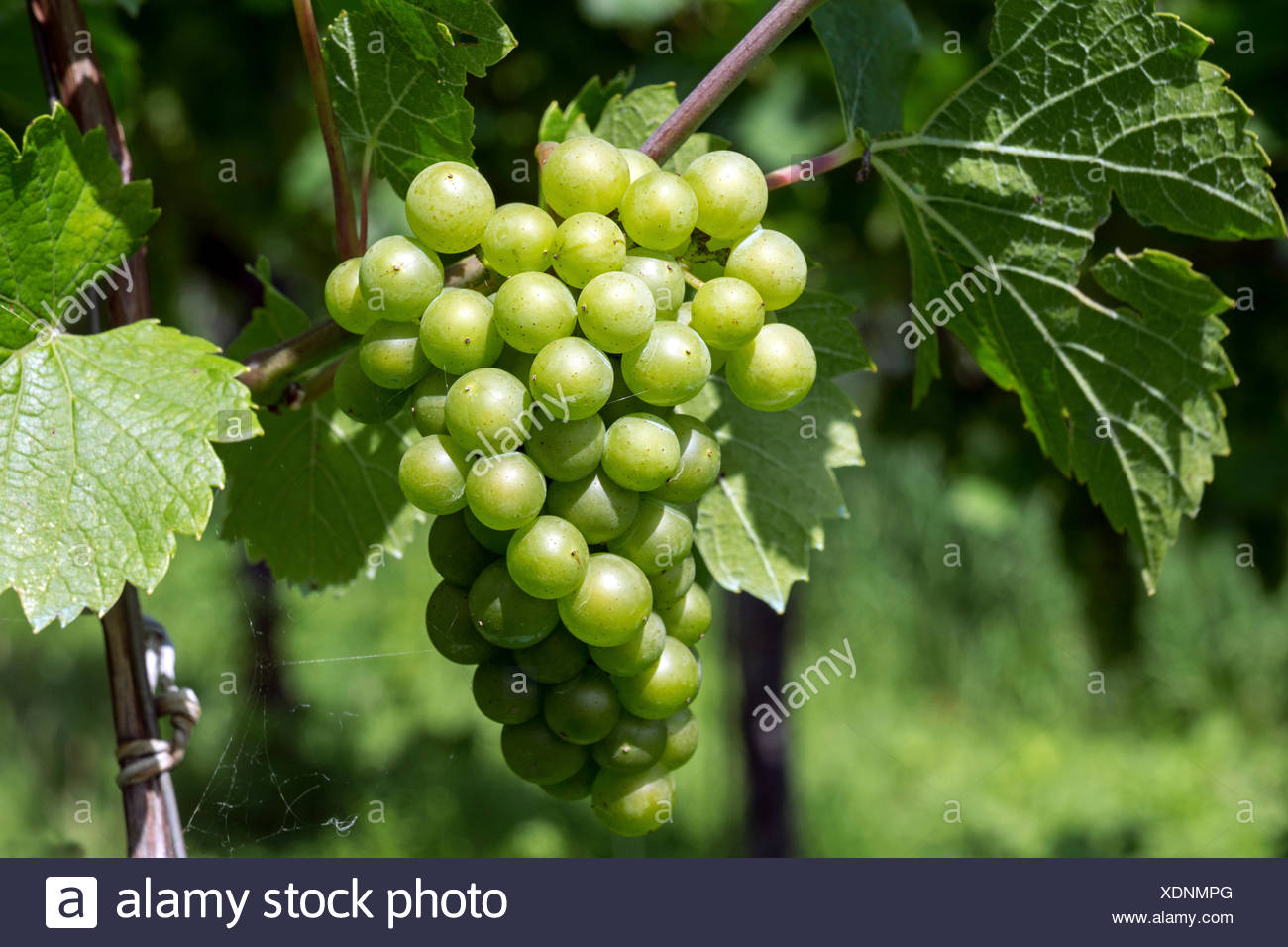 Wine Grapes Vitis Vinifera High Resolution Stock Photography and Images - Alamy