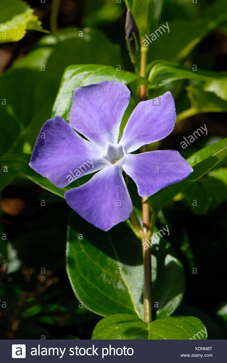 Periwinkle Blue High Resolution Stock Photography and Images - Alamy