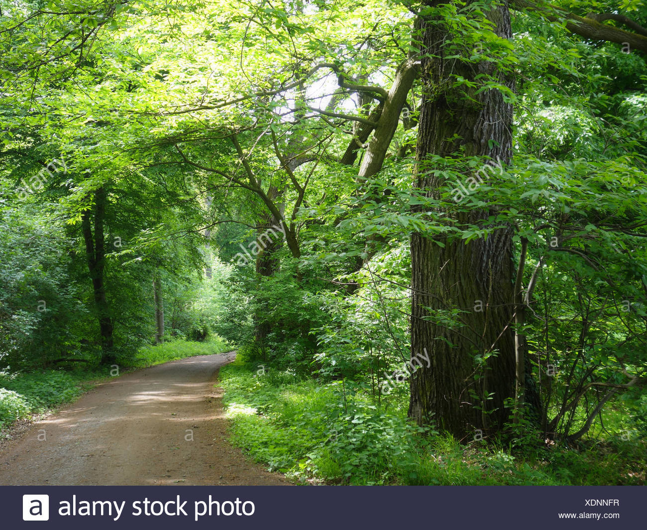 Clearing A Path Way High Resolution Stock Photography and Images - Alamy