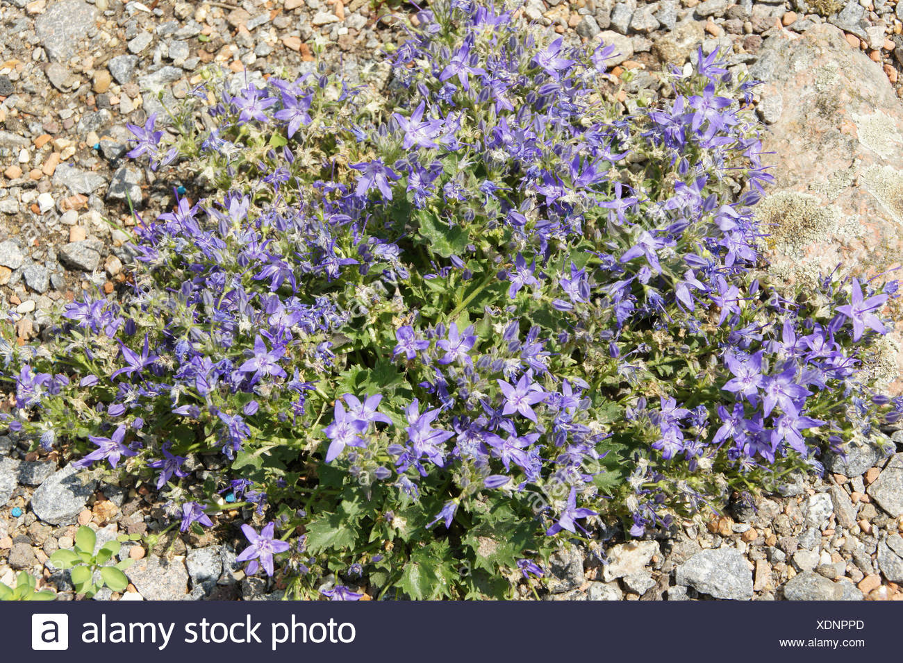 Bellflower Stock Photos & Bellflower Stock Images - Alamy