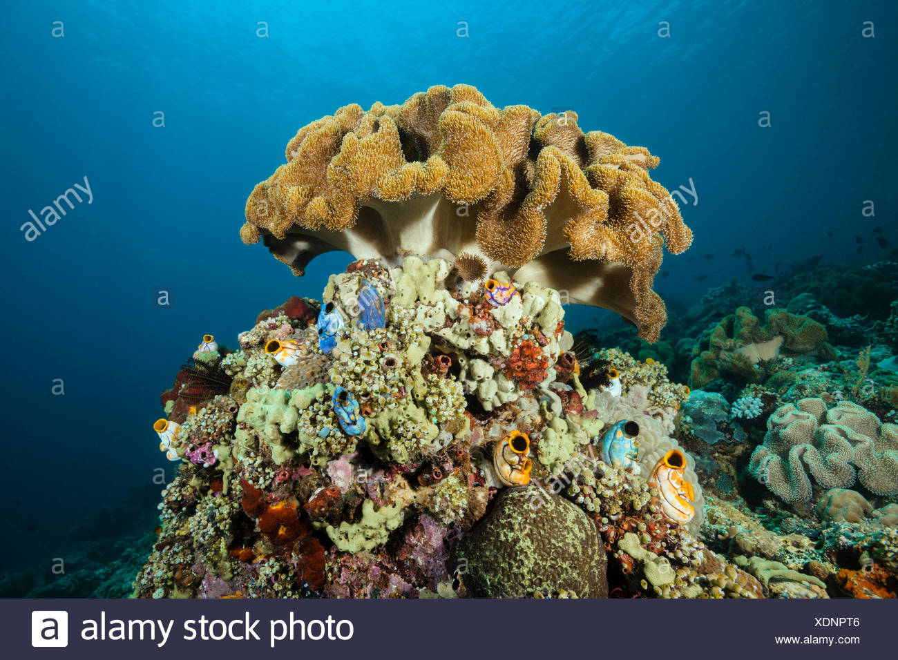Sarcophyton Leather Coral High Resolution Stock Photography and Images ...