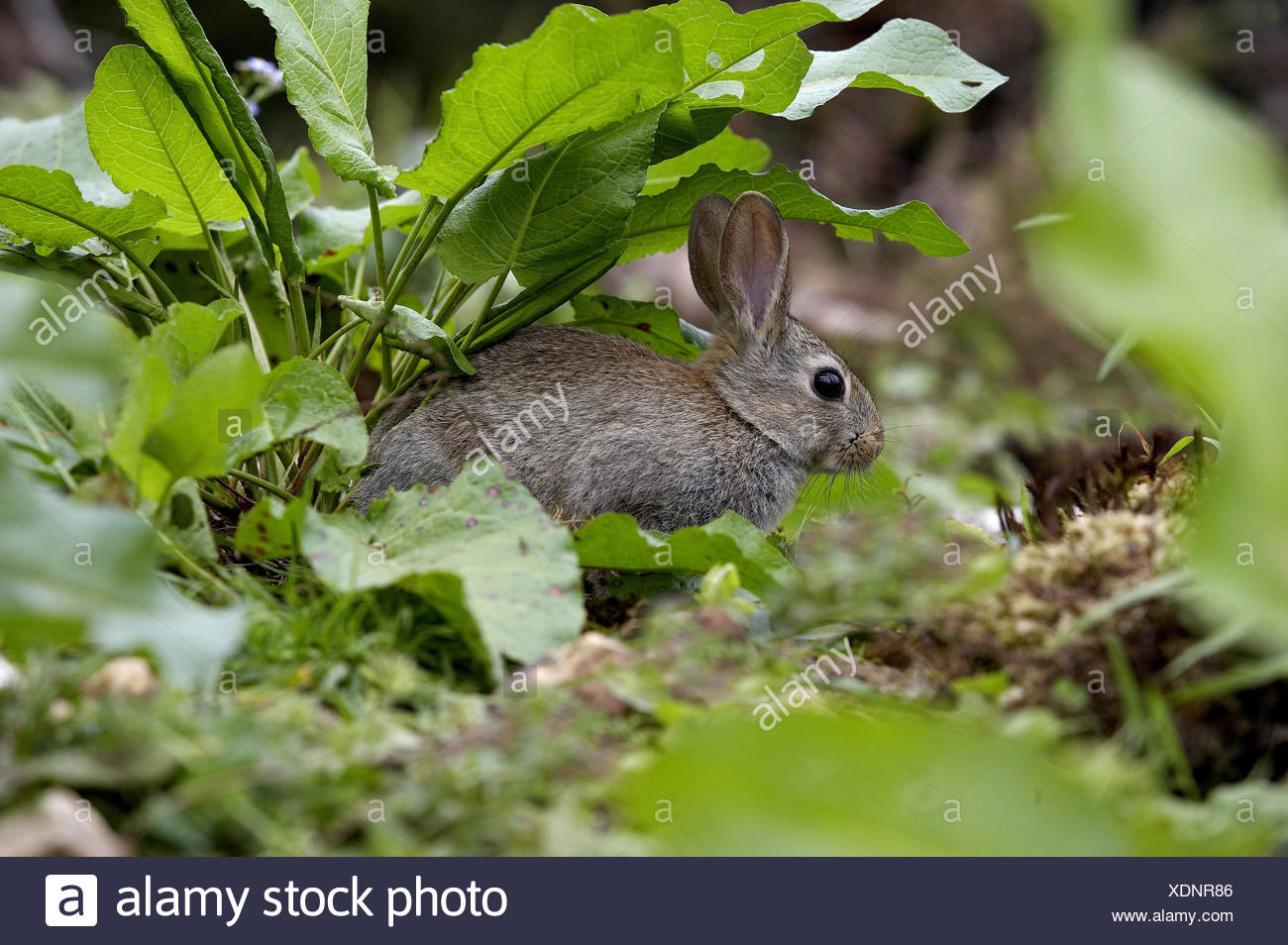 Stand Hind Legs High Resolution Stock Photography and Images - Alamy