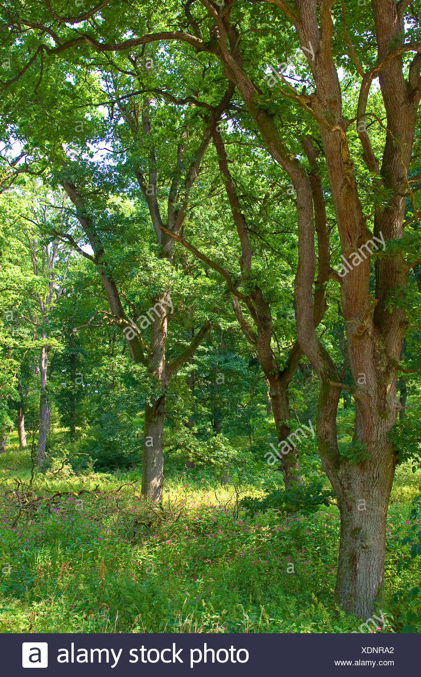 Oak Coppice Forest Stock Photos & Oak Coppice Forest Stock Images - Alamy