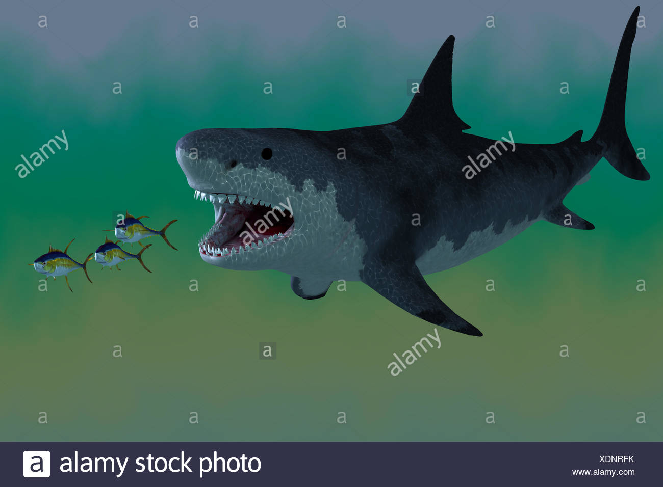 Giant Megalodon Shark High Resolution Stock Photography and Images - Alamy