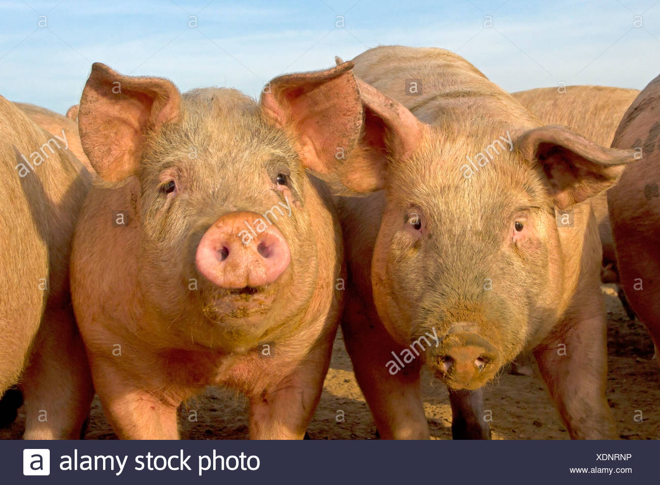 Farmed Pigs High Resolution Stock Photography and Images - Alamy
