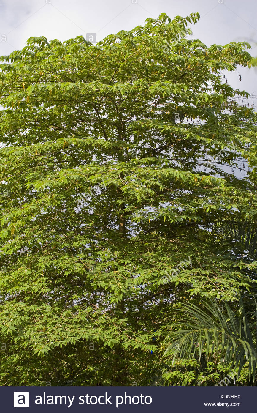 Jamaican Cherry High Resolution Stock Photography and Images - Alamy