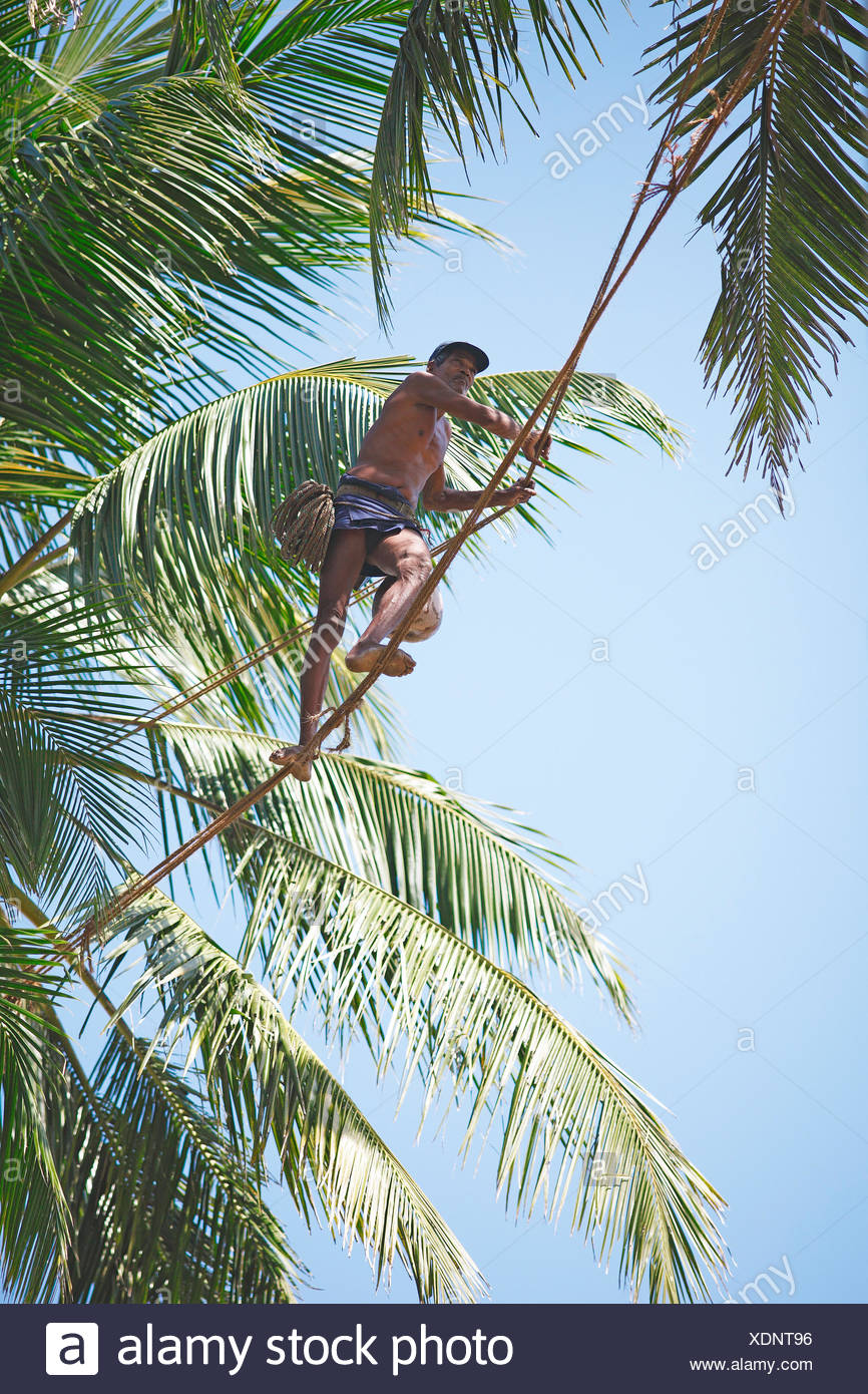 Toddy Palm Trees High Resolution Stock Photography and Images - Alamy