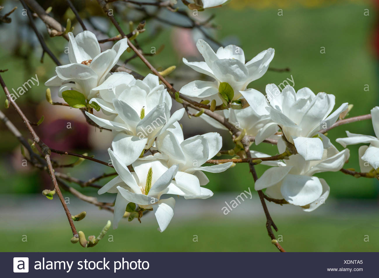 Yulan Flower High Resolution Stock Photography and Images - Alamy