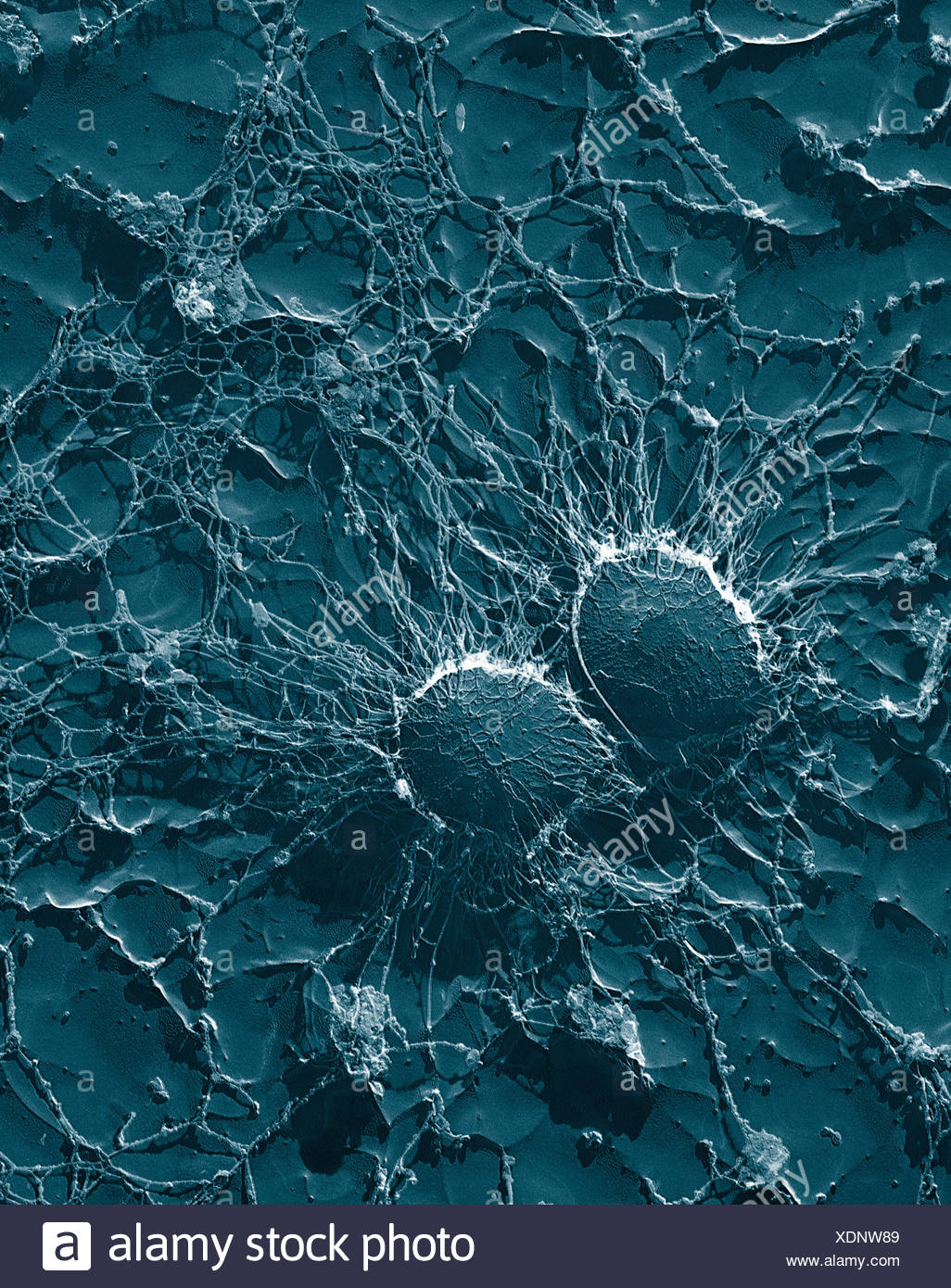 Staphylococcus Cells High Resolution Stock Photography and Images - Alamy