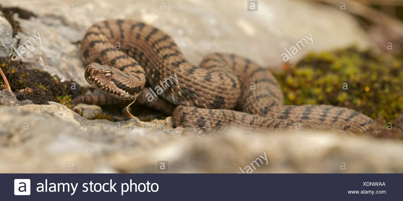 Vipera Aspis Aspis High Resolution Stock Photography and Images - Alamy