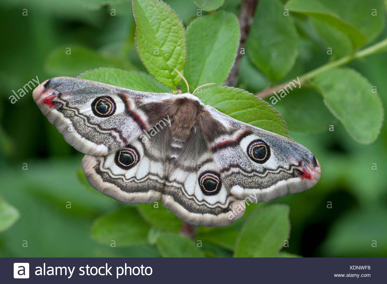 Emperor Moth High Resolution Stock Photography and Images - Alamy
