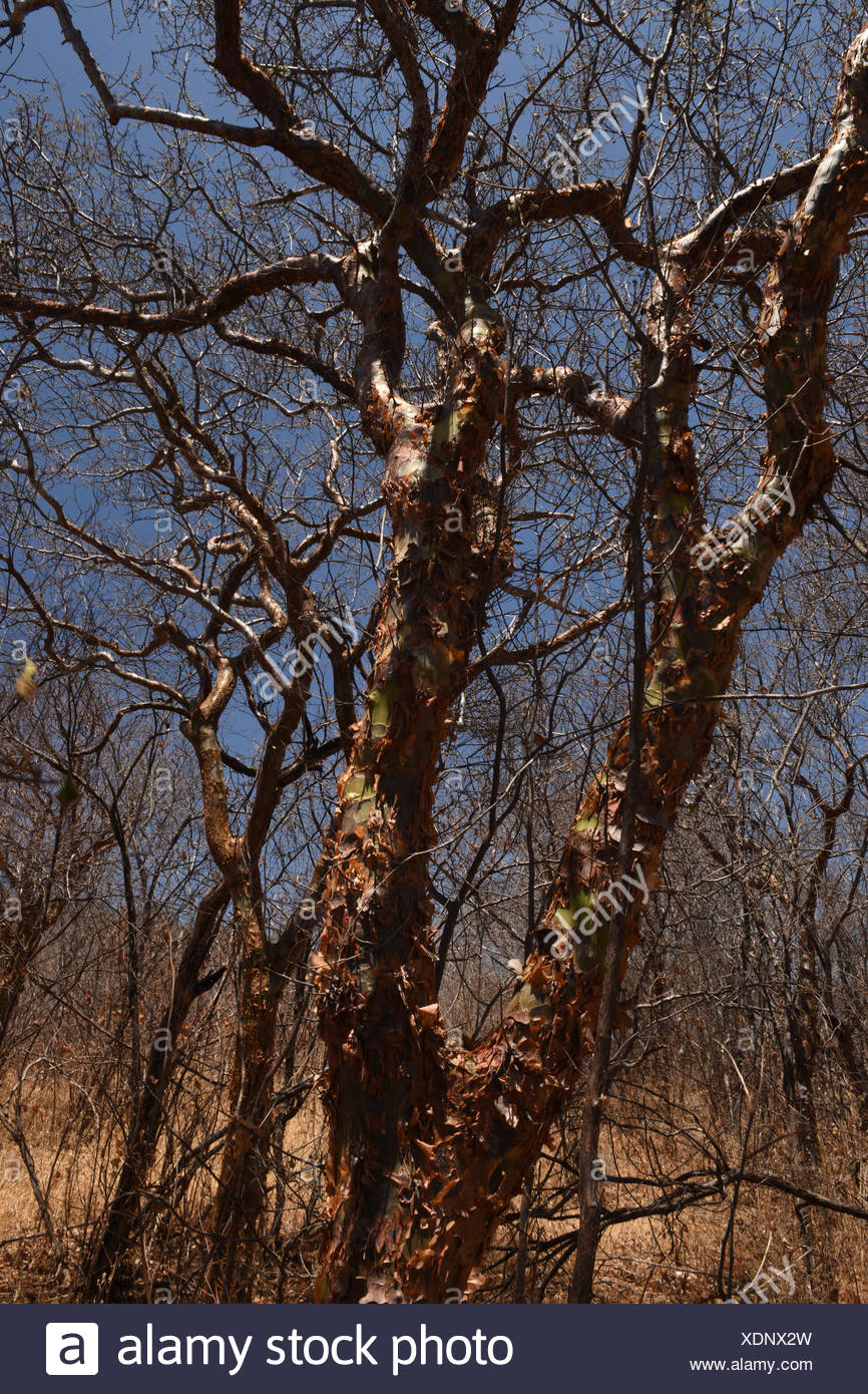 Commiphora Tree High Resolution Stock Photography and Images - Alamy